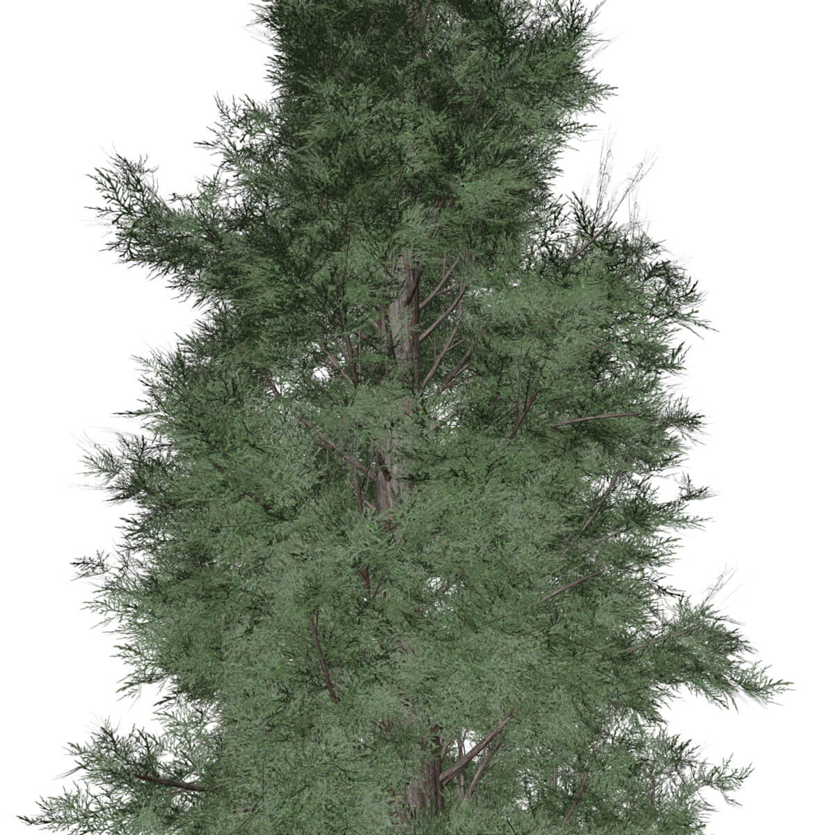 Eastern Red Cedar Tree Collection by AntonioKowatsch