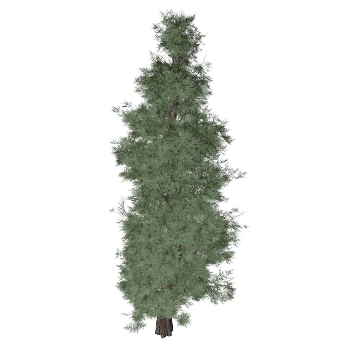 Eastern Red Cedar Tree #09 - 3D Model by AntonioKowatsch