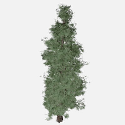 Eastern Red Cedar Tree #09 - 3D Model by AntonioKowatsch