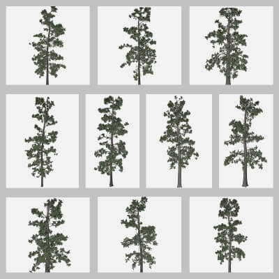 Eastern White Pine Tree Collection by AntonioKowatsch