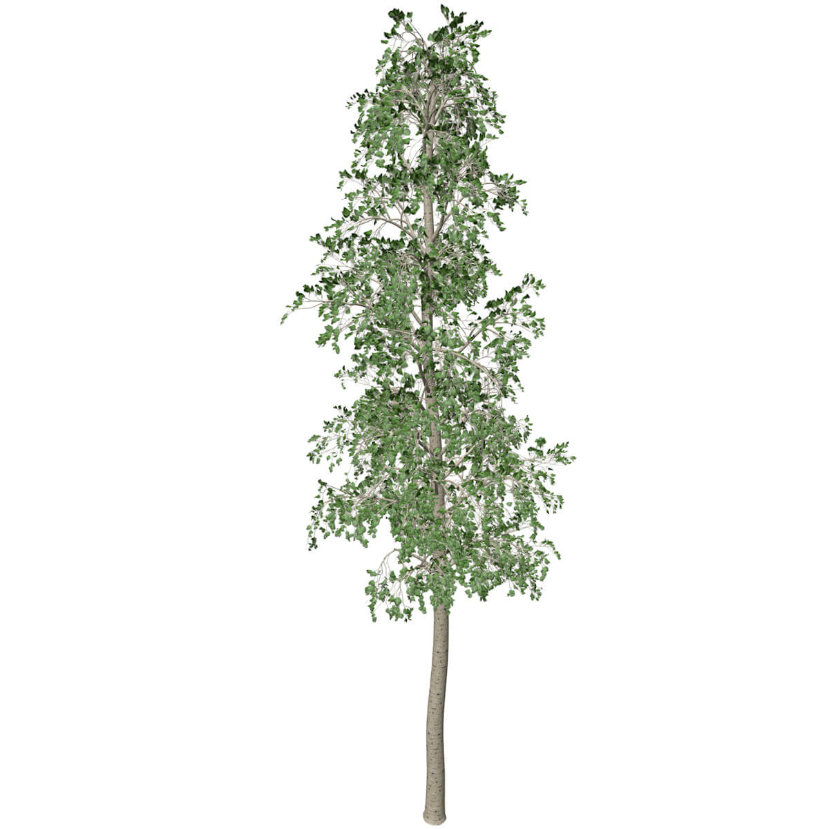 European Aspen Tree #03 - 3D Model by AntonioKowatsch