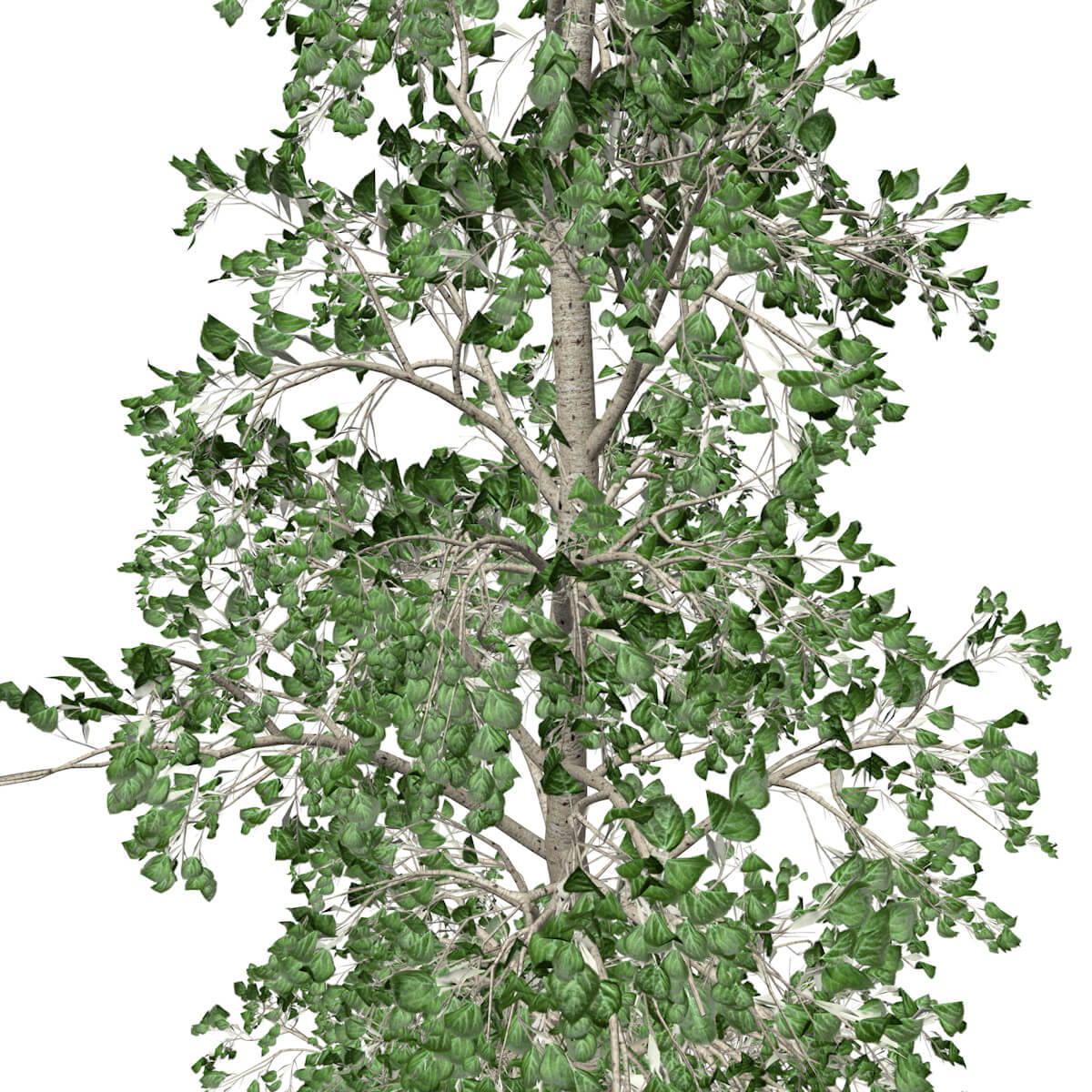 European Aspen Tree #03 - 3D Model by AntonioKowatsch
