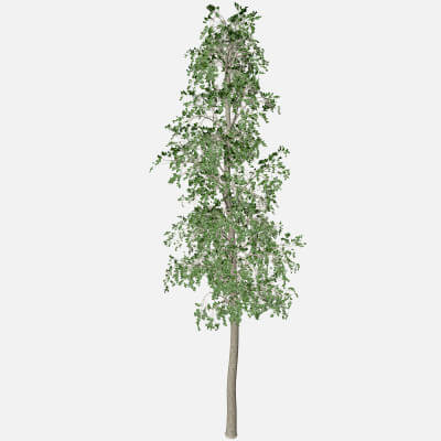European Aspen Tree #03 - 3D Model by AntonioKowatsch