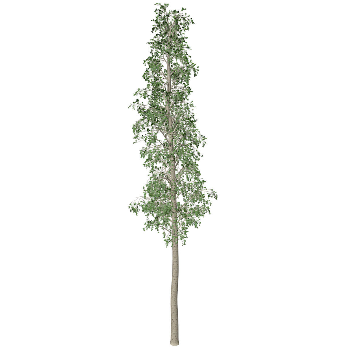 European Aspen Tree Collection by AntonioKowatsch