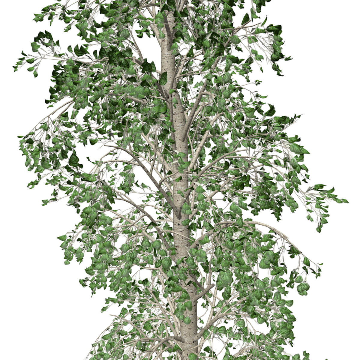 European Aspen Tree #04 - 3D Model by AntonioKowatsch