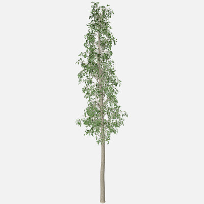 European Aspen Tree #04 - 3D Model by AntonioKowatsch