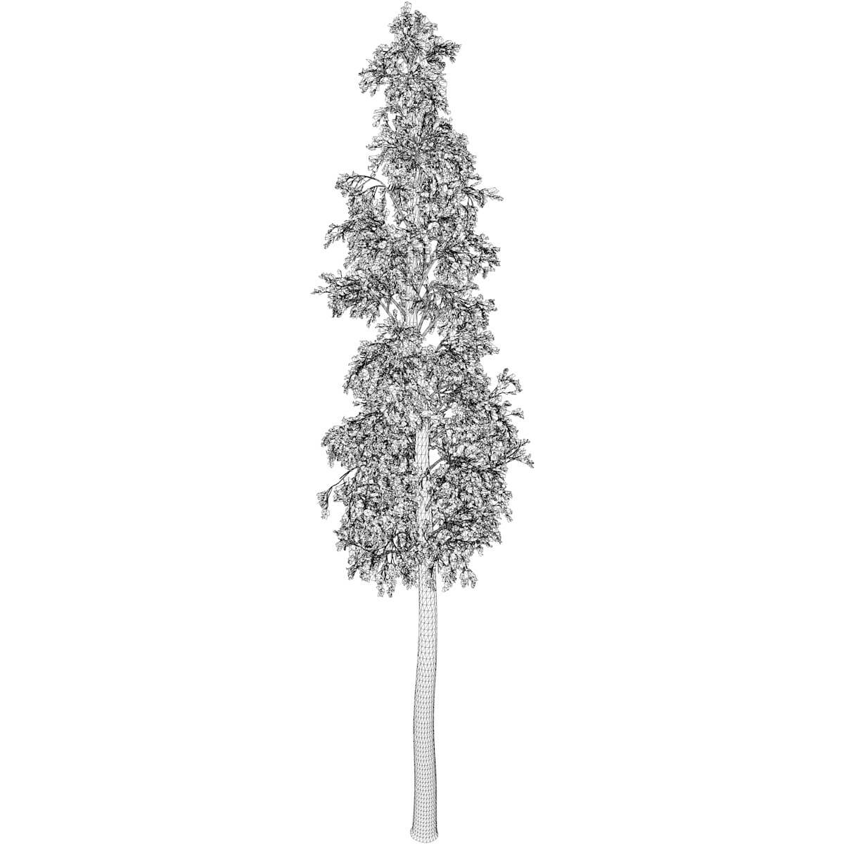 European Aspen Tree #05 - 3D Model by AntonioKowatsch