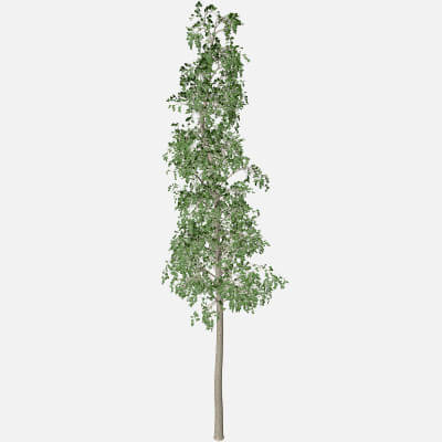 European Aspen Tree #06 - 3D Model by AntonioKowatsch