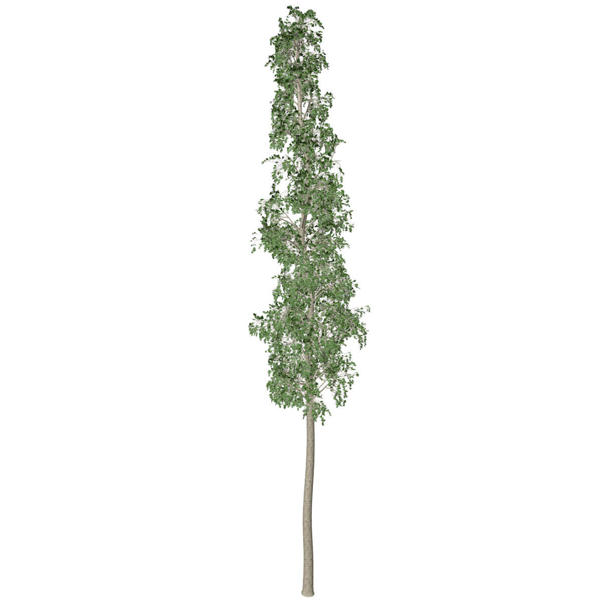 European Aspen Tree #07 - 3D Model by AntonioKowatsch