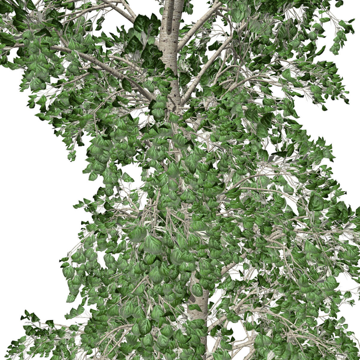 European Aspen Tree #07 - 3D Model by AntonioKowatsch