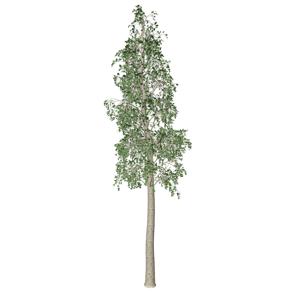 European Aspen Tree #08 - 3D Model by AntonioKowatsch