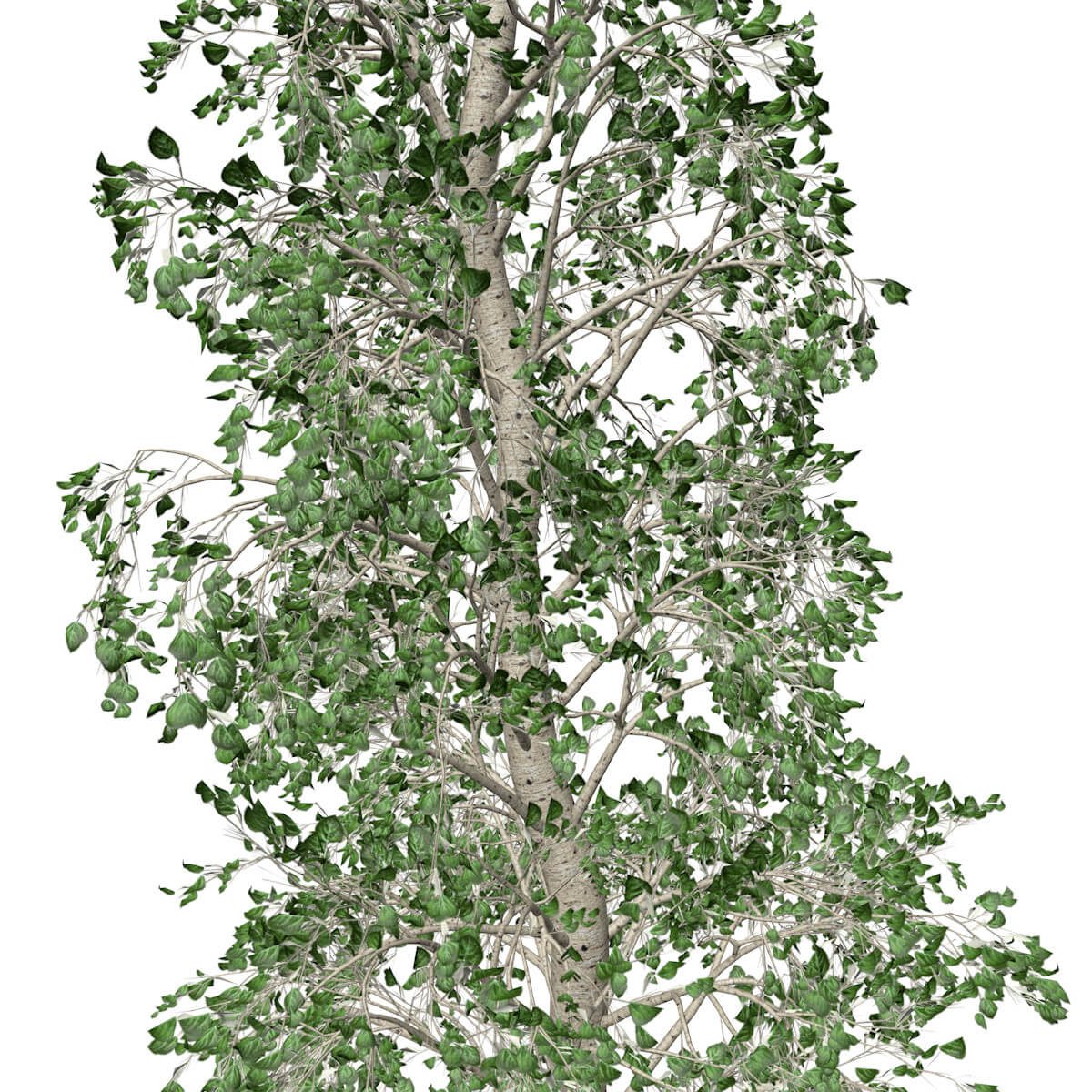 European Aspen Tree #08 - 3D Model by AntonioKowatsch