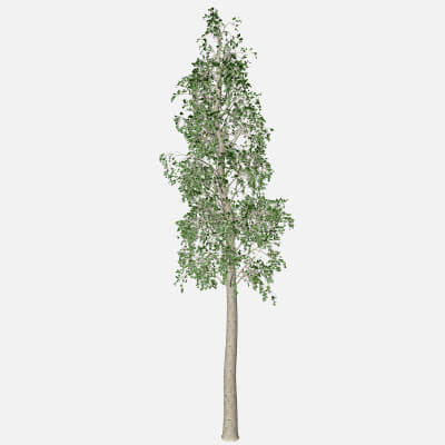 European Aspen Tree #08 - 3D Model by AntonioKowatsch