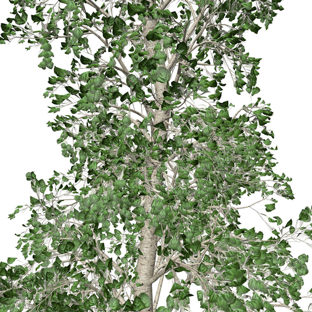 European Aspen Tree Collection by AntonioKowatsch
