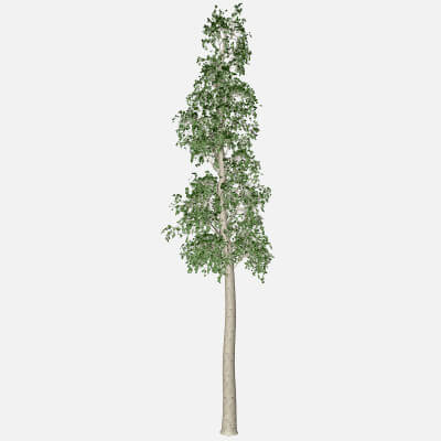 European Aspen Tree #10 - 3D Model by AntonioKowatsch