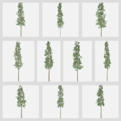 European Aspen Tree Collection by AntonioKowatsch