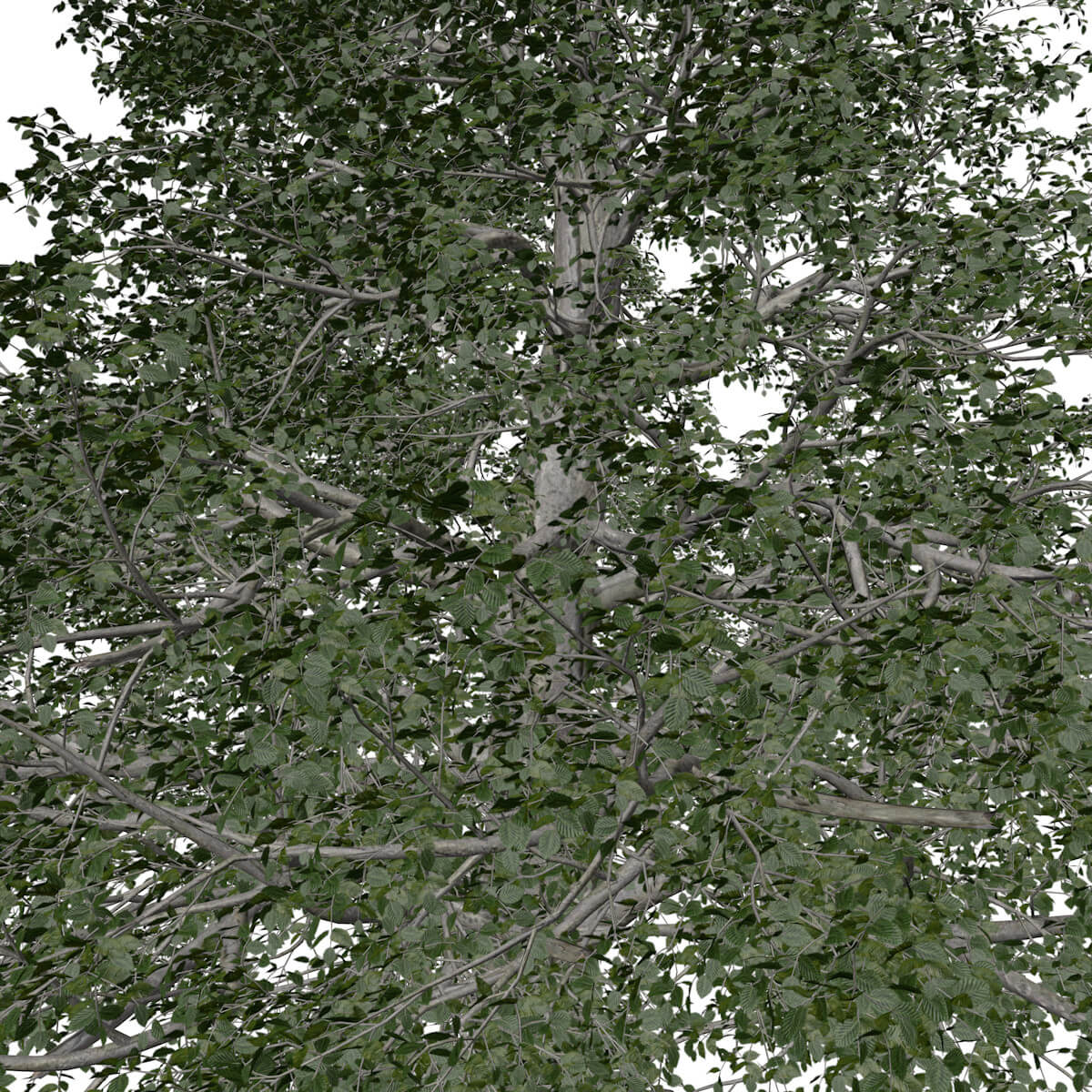 European Beech Tree Collection by AntonioKowatsch