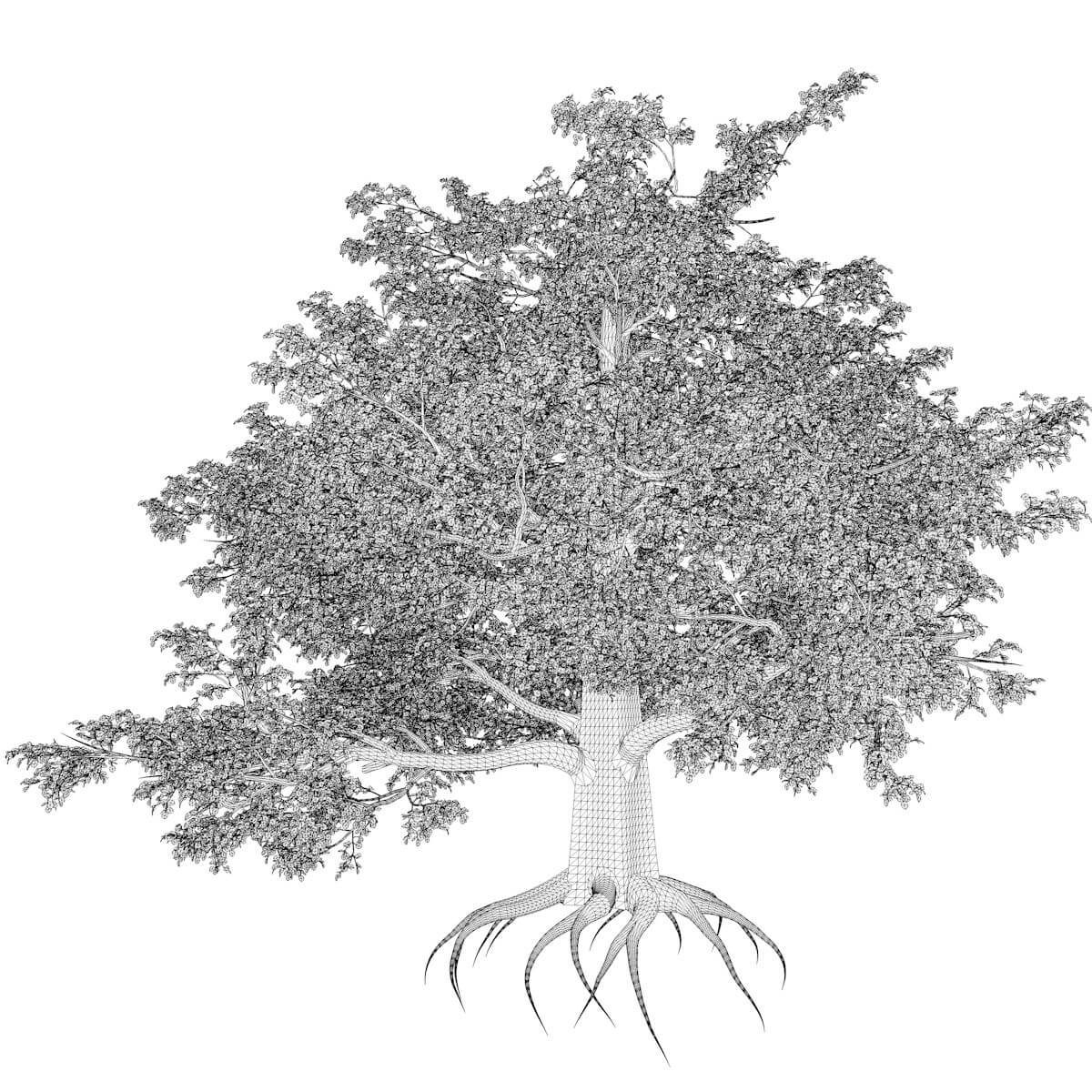 European Beech Tree Collection by AntonioKowatsch