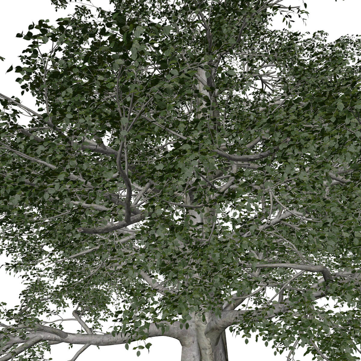 European Beech Tree #04 - 3D Model by AntonioKowatsch