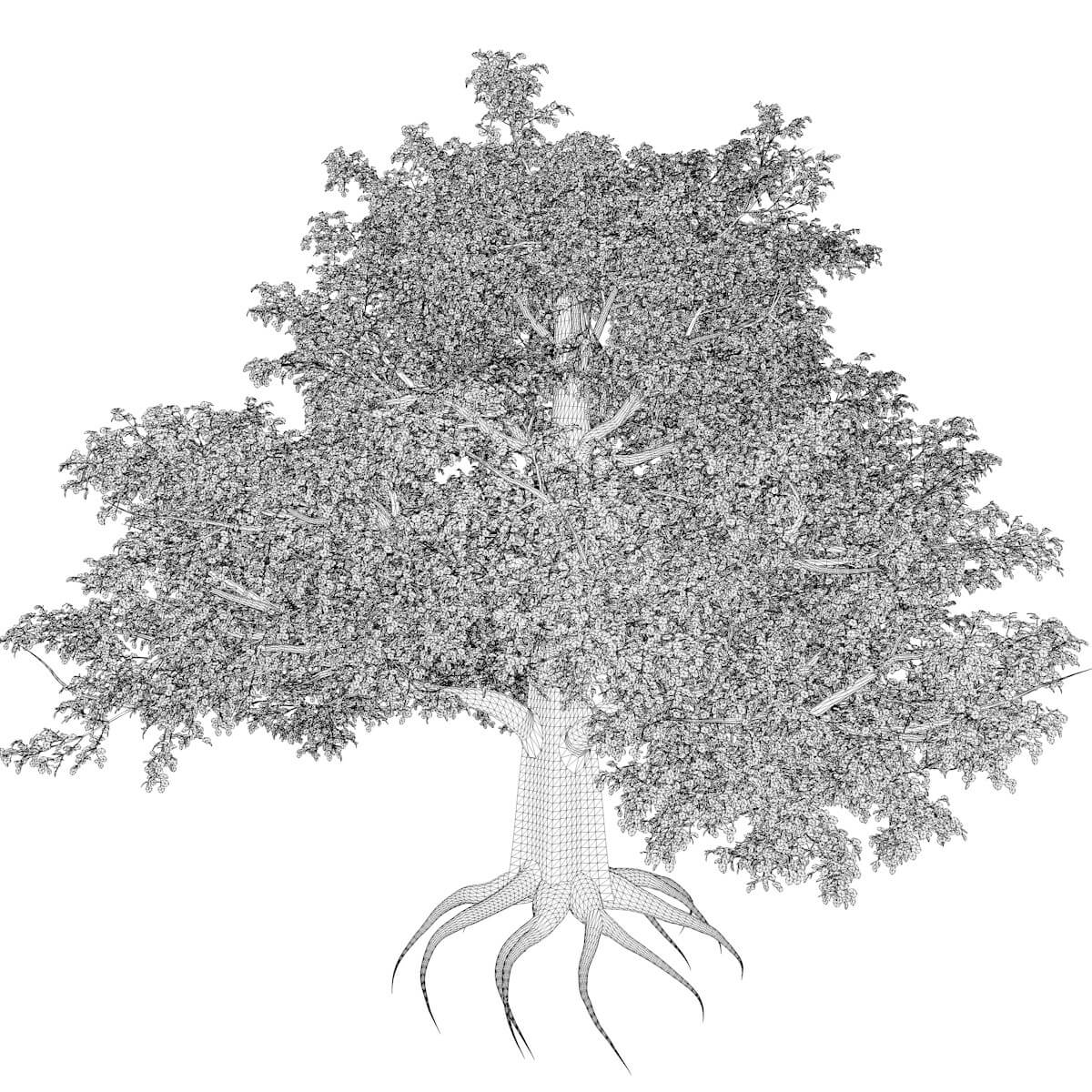 European Beech Tree Collection by AntonioKowatsch