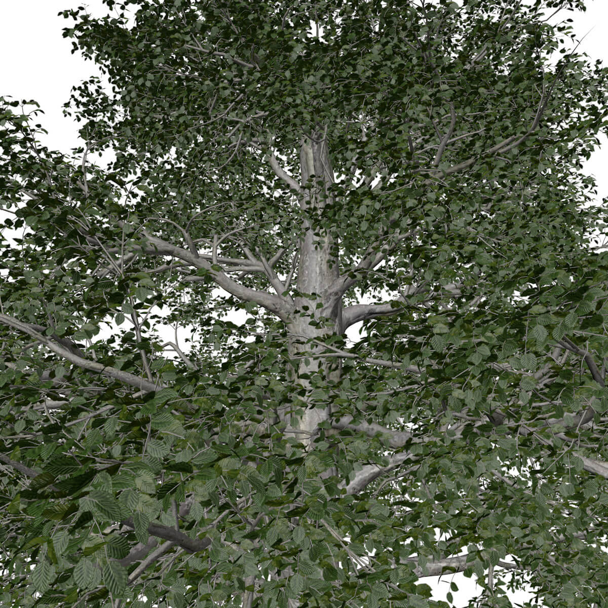 European Beech Tree Collection by AntonioKowatsch