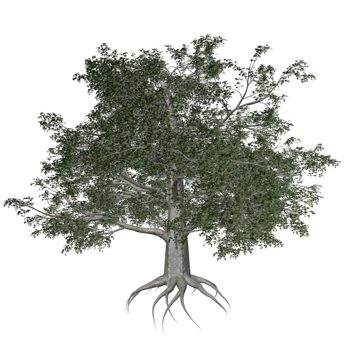 European Beech Tree Collection by AntonioKowatsch