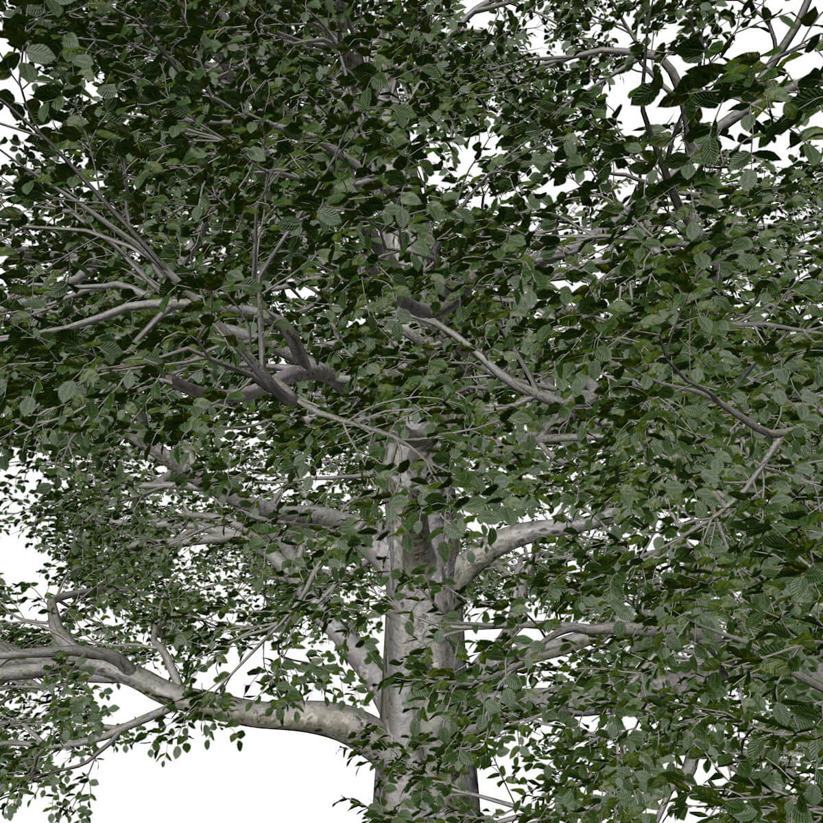 European Beech Tree Collection by AntonioKowatsch