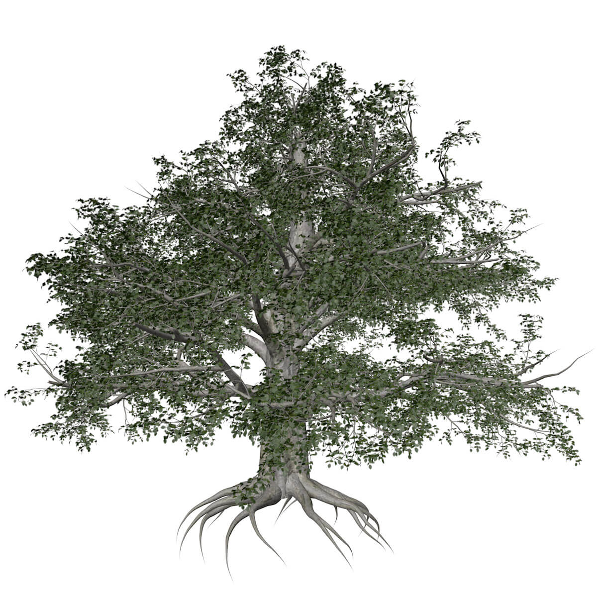 European Beech Tree Collection by AntonioKowatsch