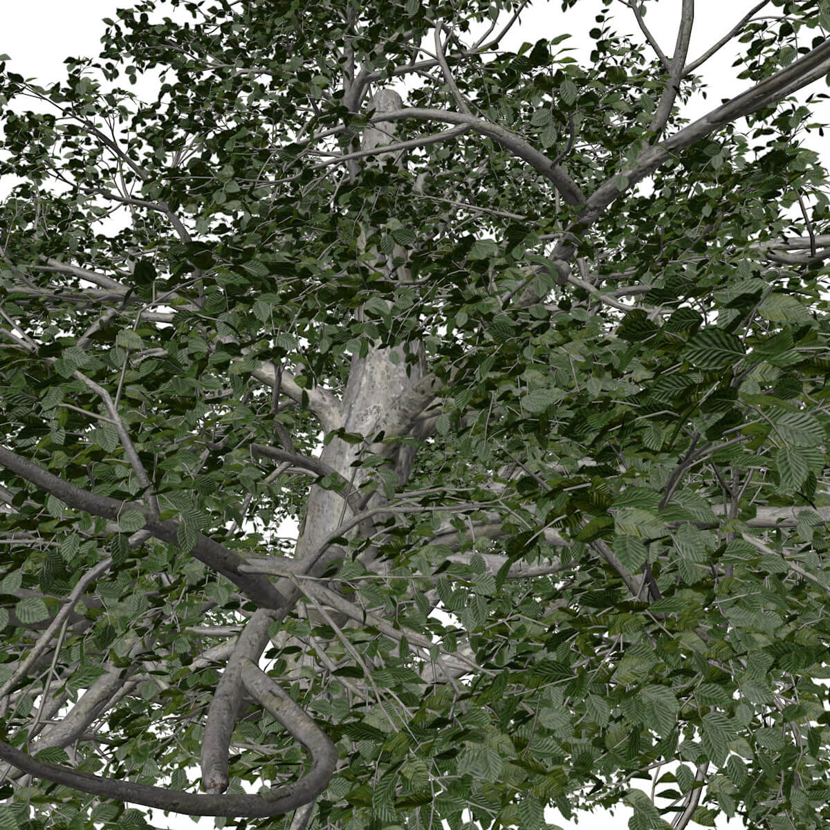 European Beech Tree Collection by AntonioKowatsch