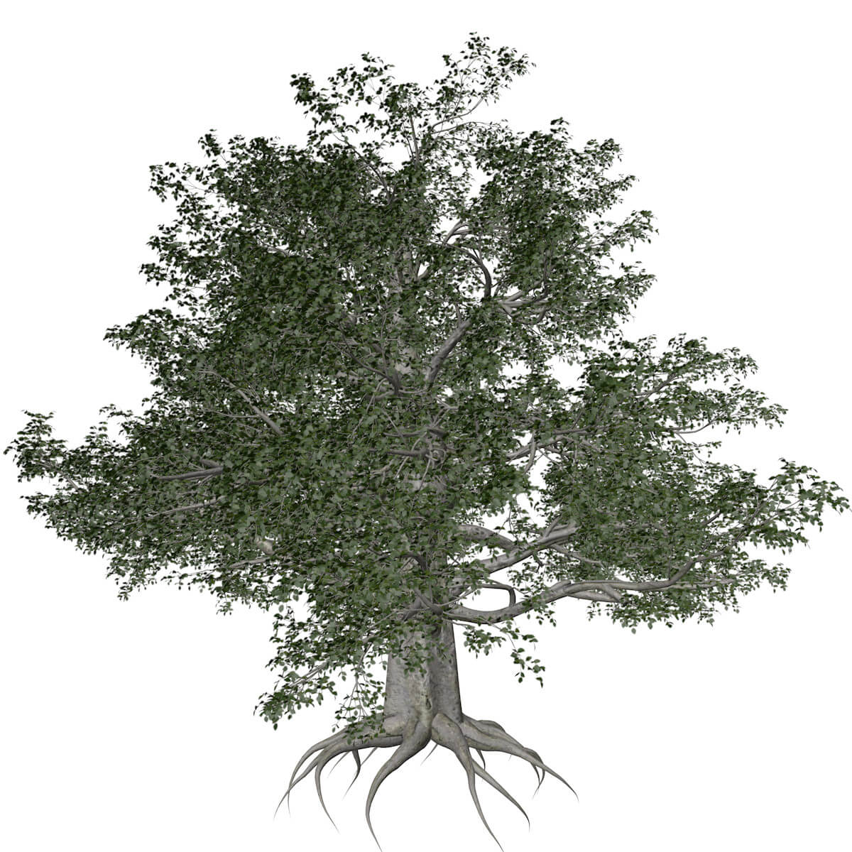 European Beech Tree Collection by AntonioKowatsch