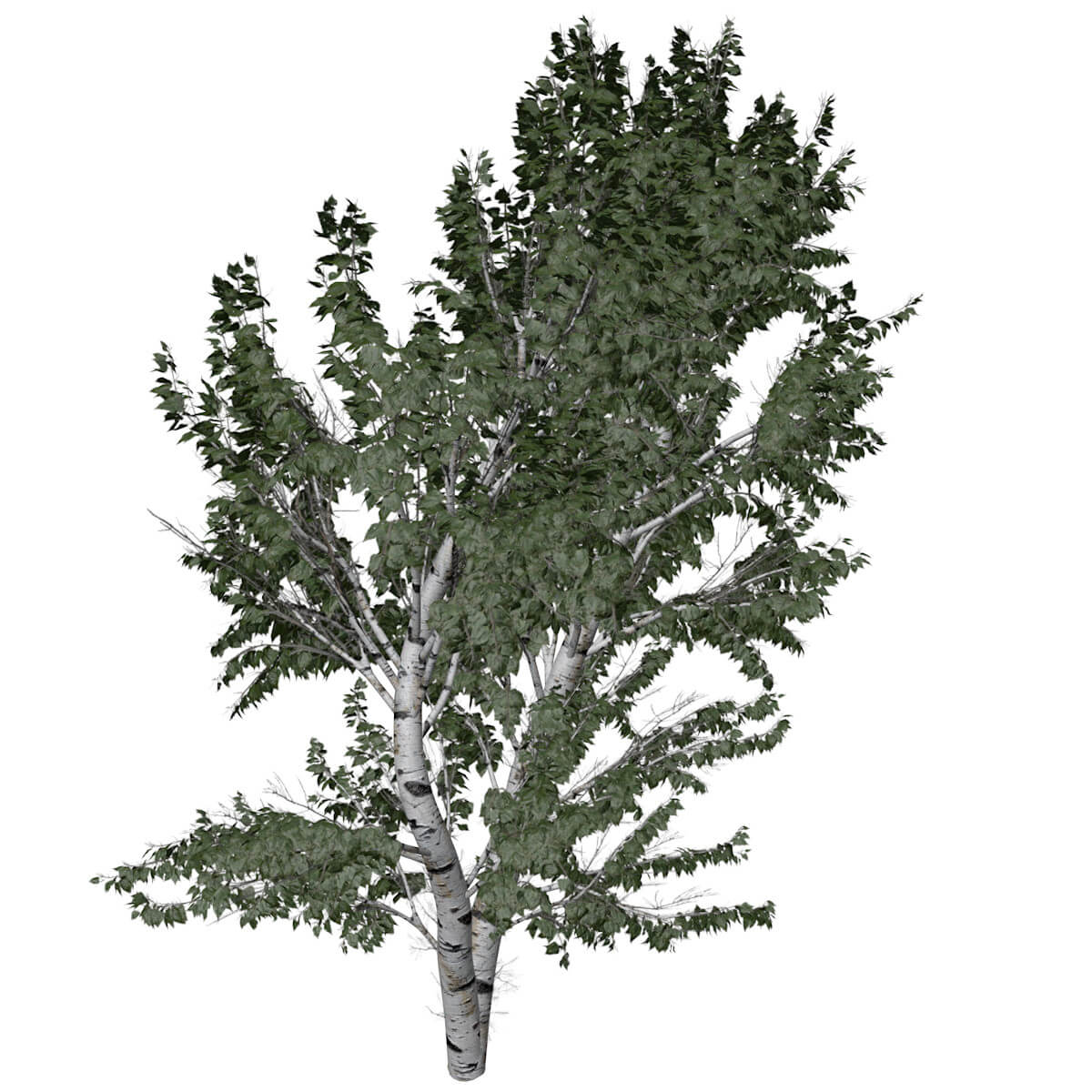 European White Birch Tree #05 - 3D Model by AntonioKowatsch