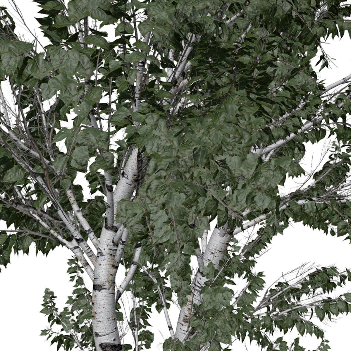 European White Birch Tree Collection by AntonioKowatsch