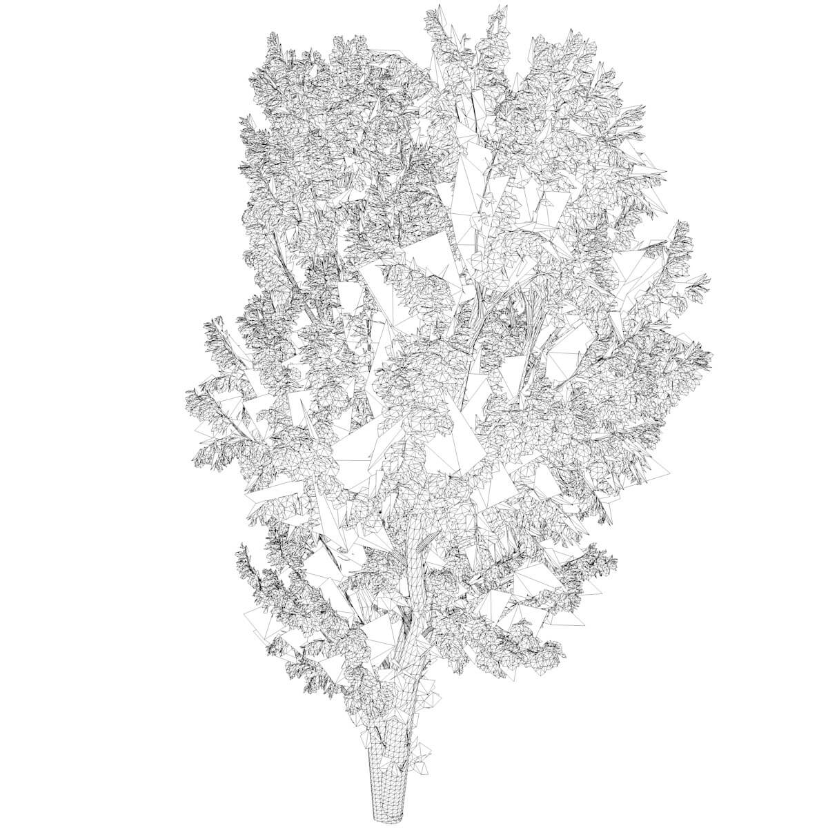 European White Birch Tree #06 - 3D Model by AntonioKowatsch