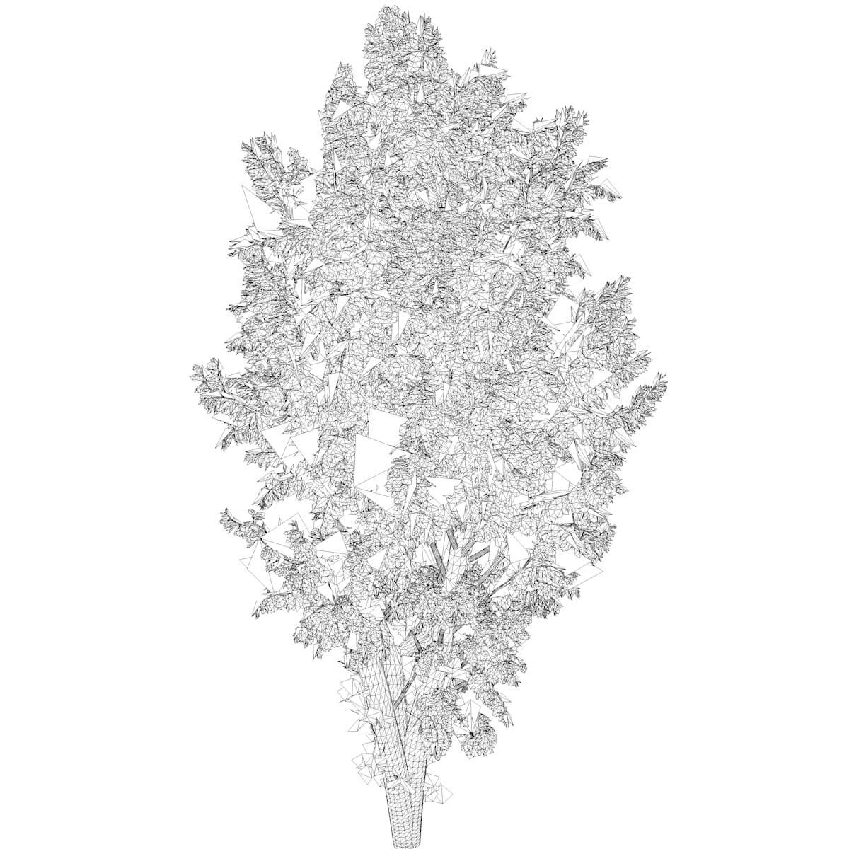 European White Birch Tree #07 - 3D Model by AntonioKowatsch