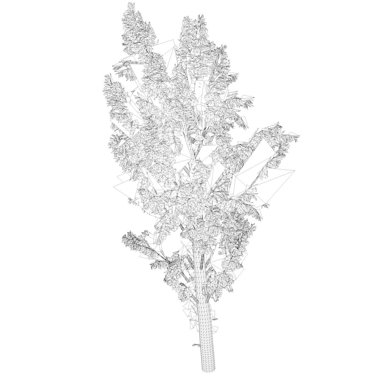 European White Birch Tree Collection by AntonioKowatsch