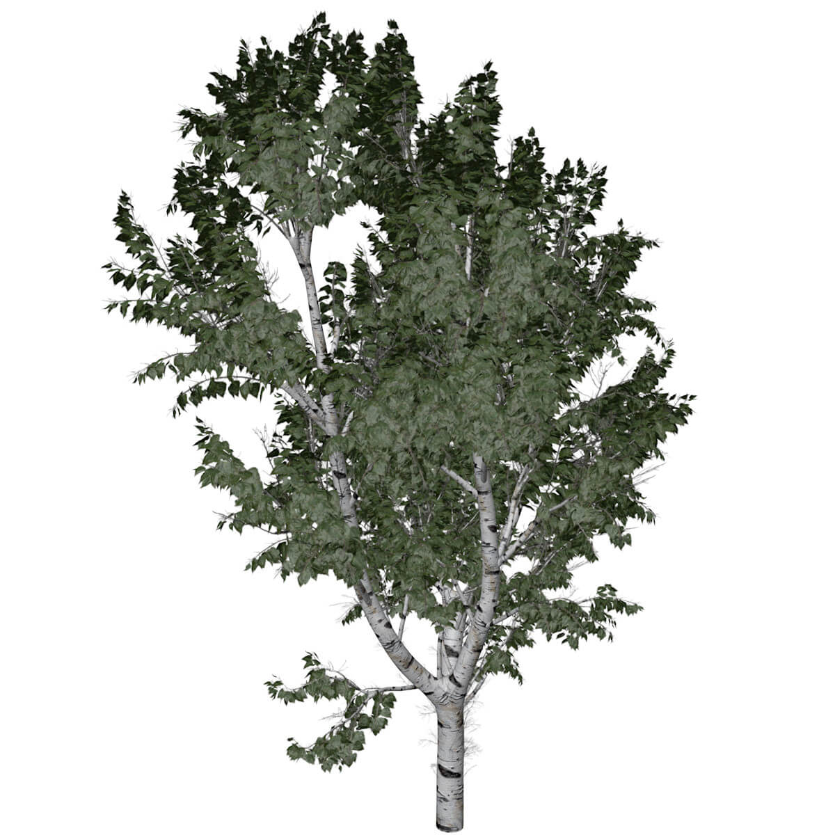 European White Birch Tree #10 - 3D Model by AntonioKowatsch