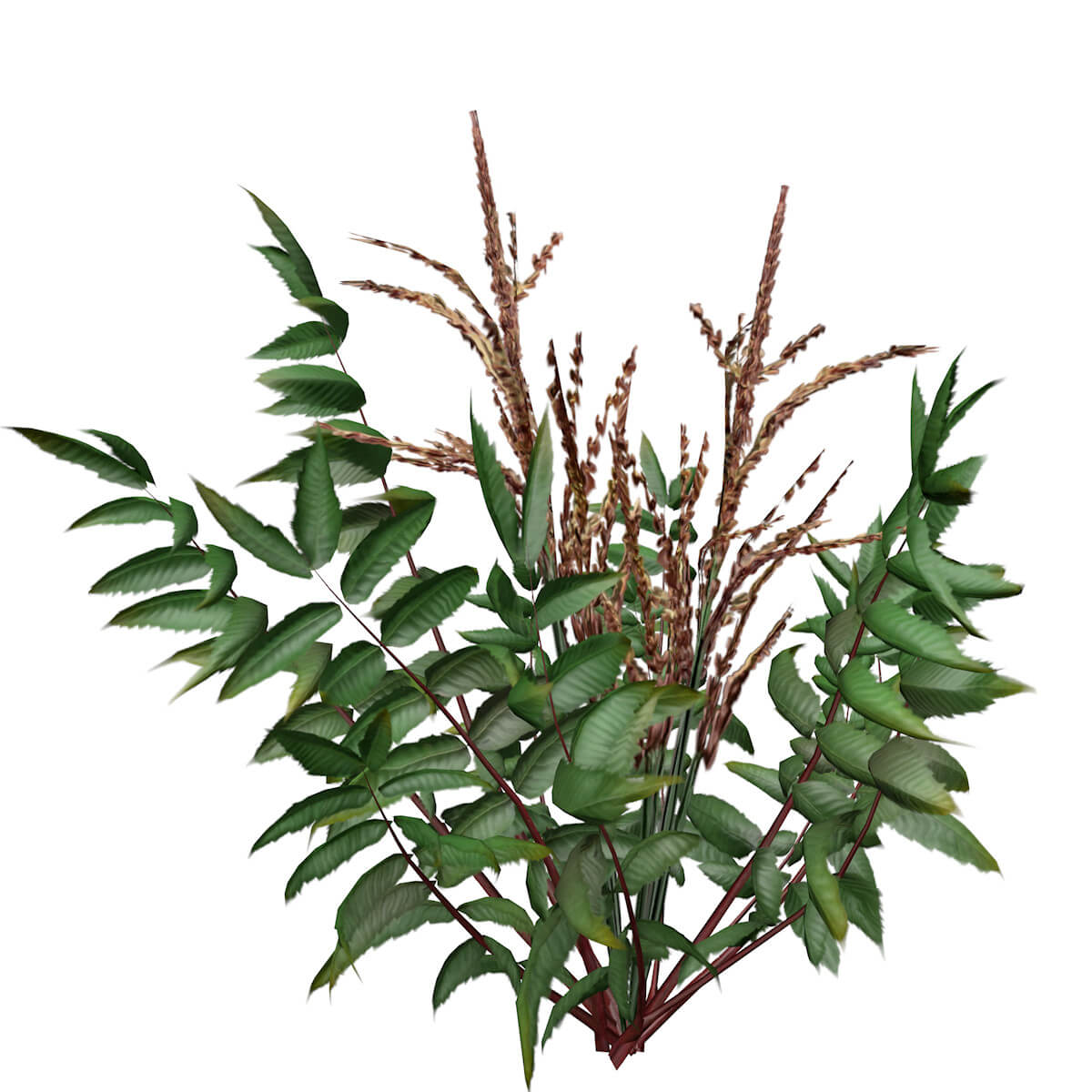 False Spirea Plant Collection by AntonioKowatsch