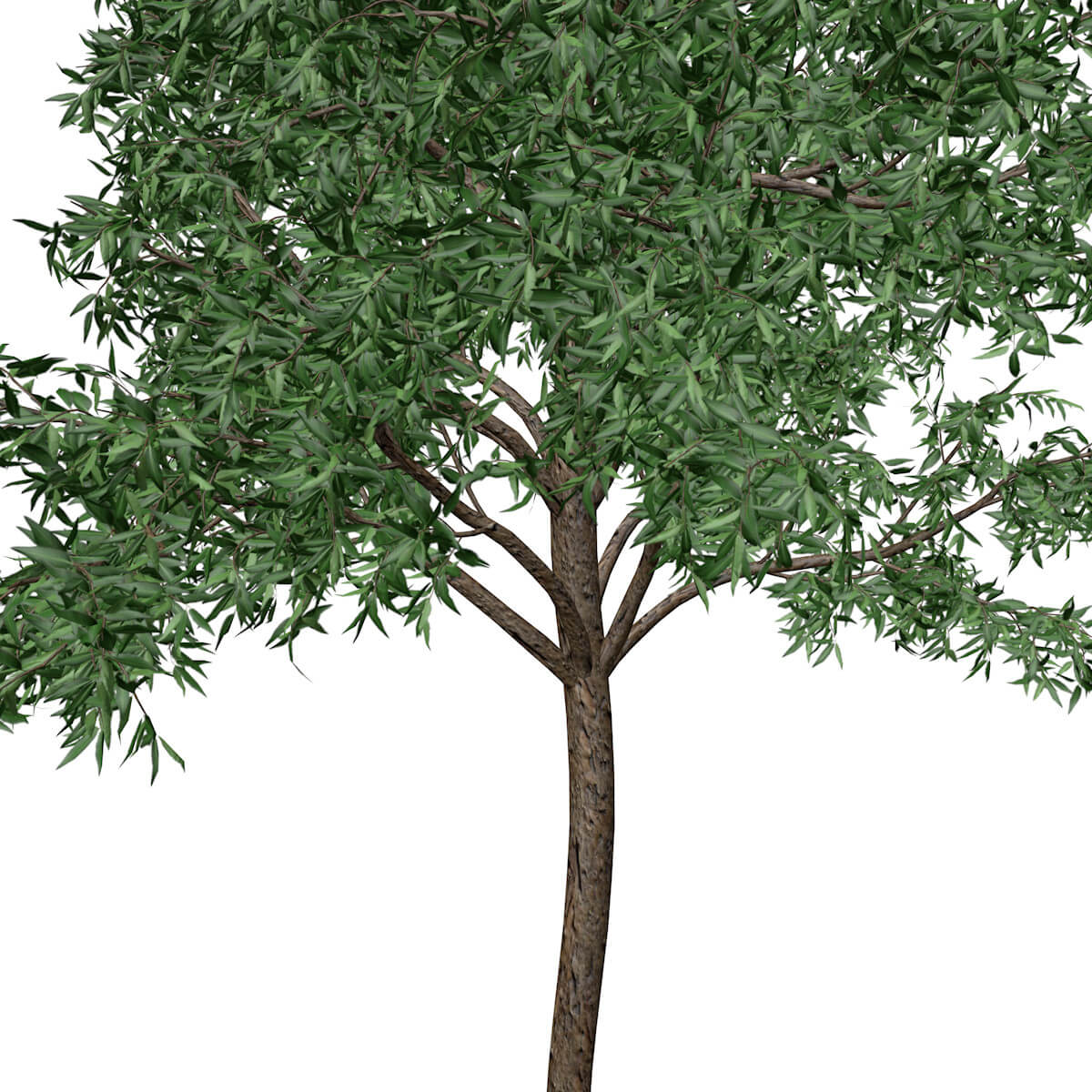 Flooded Gum Tree #01 - 3D Model by AntonioKowatsch