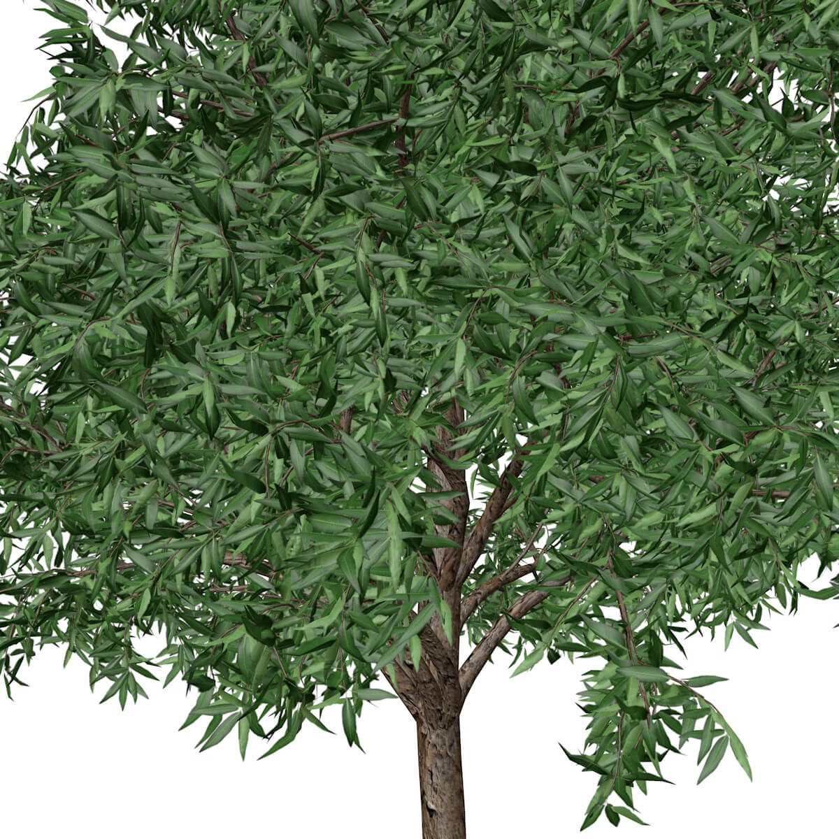 Flooded Gum Tree Collection by AntonioKowatsch