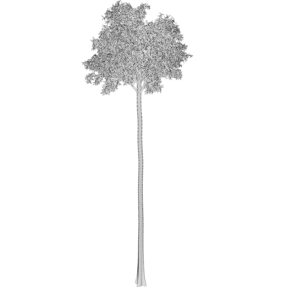 Flooded Gum Tree #04 - 3D Model by AntonioKowatsch