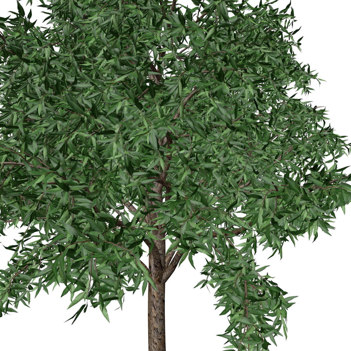 Flooded Gum Tree Collection by AntonioKowatsch