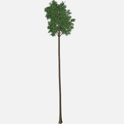 Flooded Gum Tree #05 - 3D Model by AntonioKowatsch