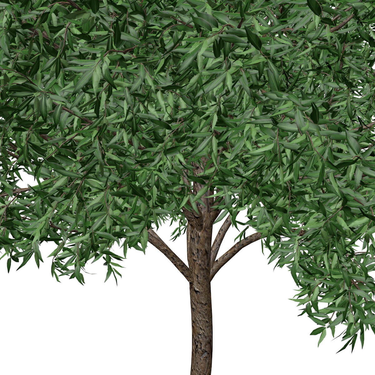 Flooded Gum Tree Collection by AntonioKowatsch