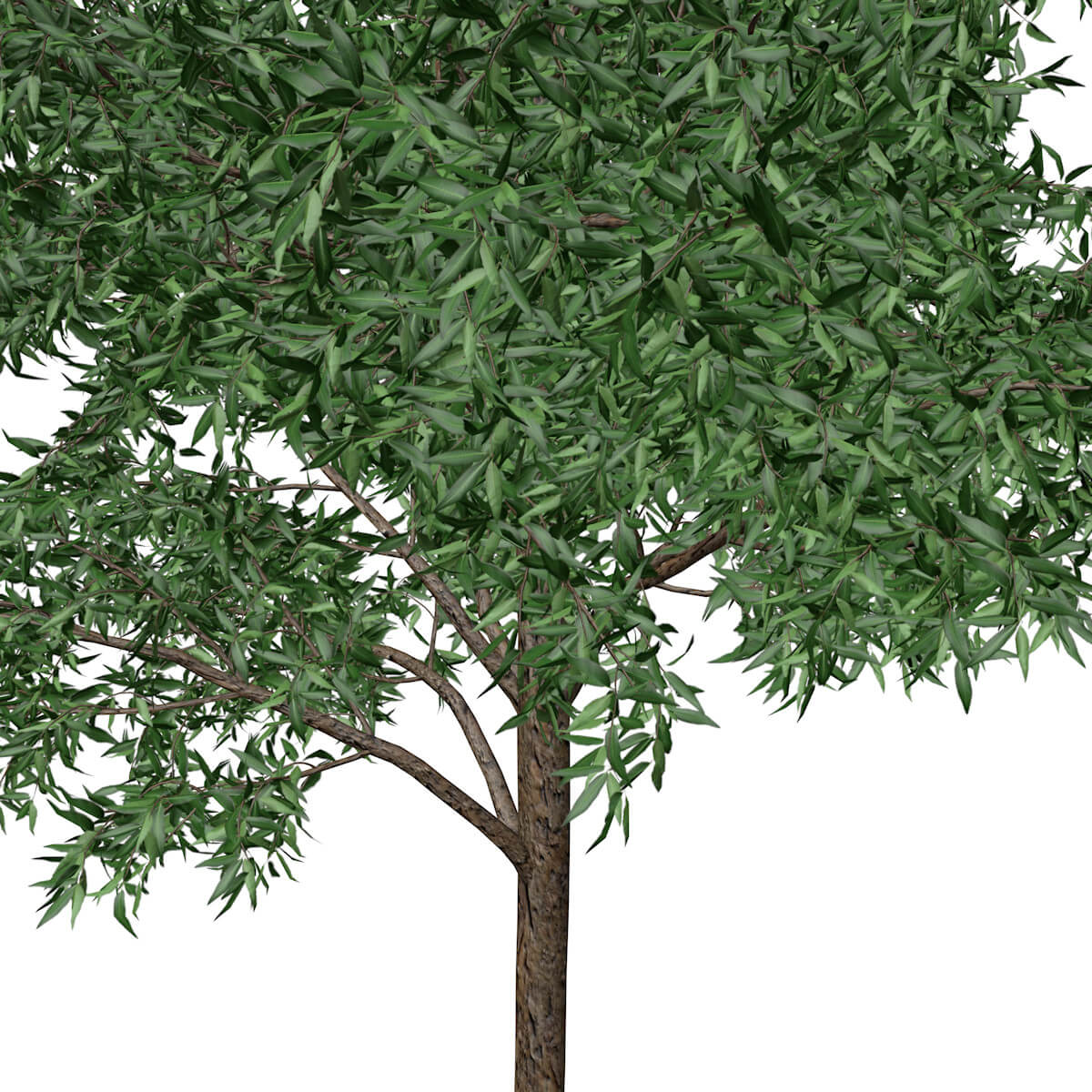 Flooded Gum Tree #08 - 3D Model by AntonioKowatsch