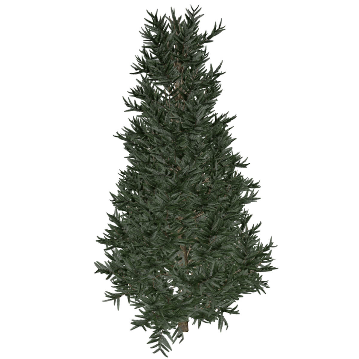Fraser Fir Tree #01 - 3D Model by AntonioKowatsch