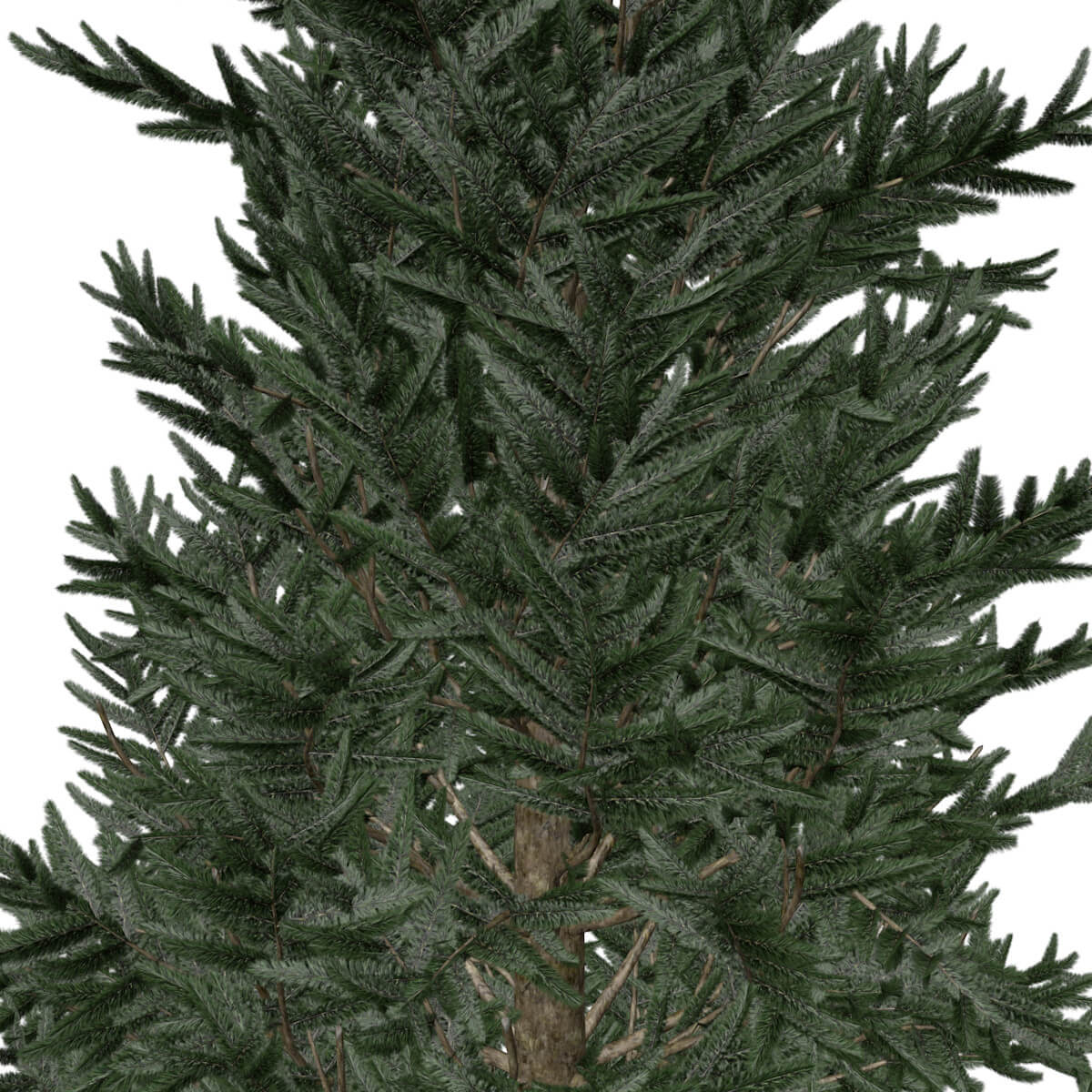 Fraser Fir Tree #02 - 3D Model by AntonioKowatsch