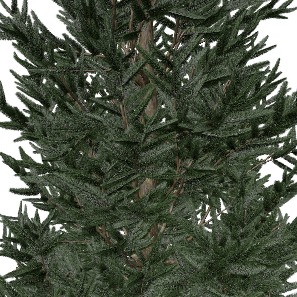 Fraser Fir Tree Collection by AntonioKowatsch