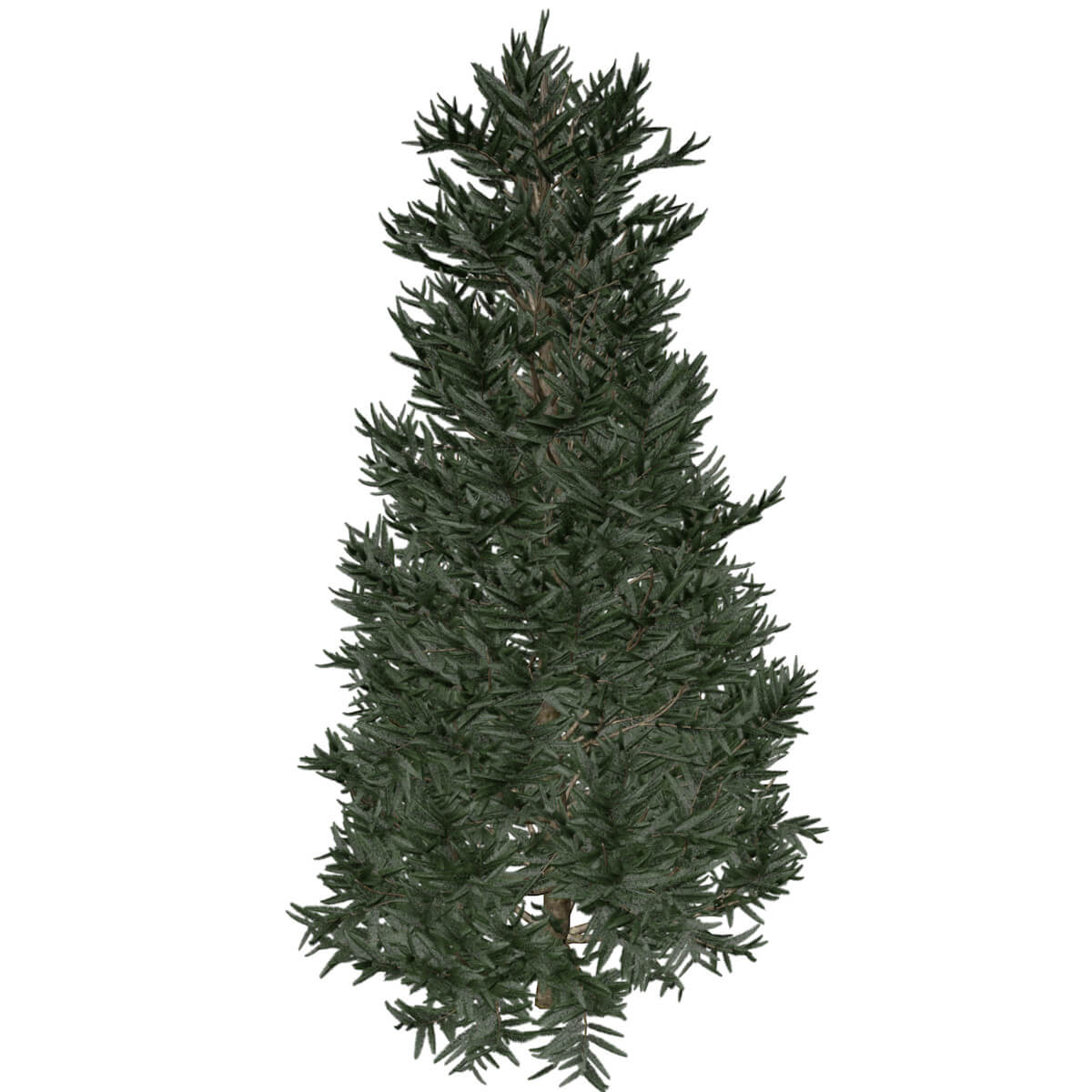 Fraser Fir Tree Collection by AntonioKowatsch