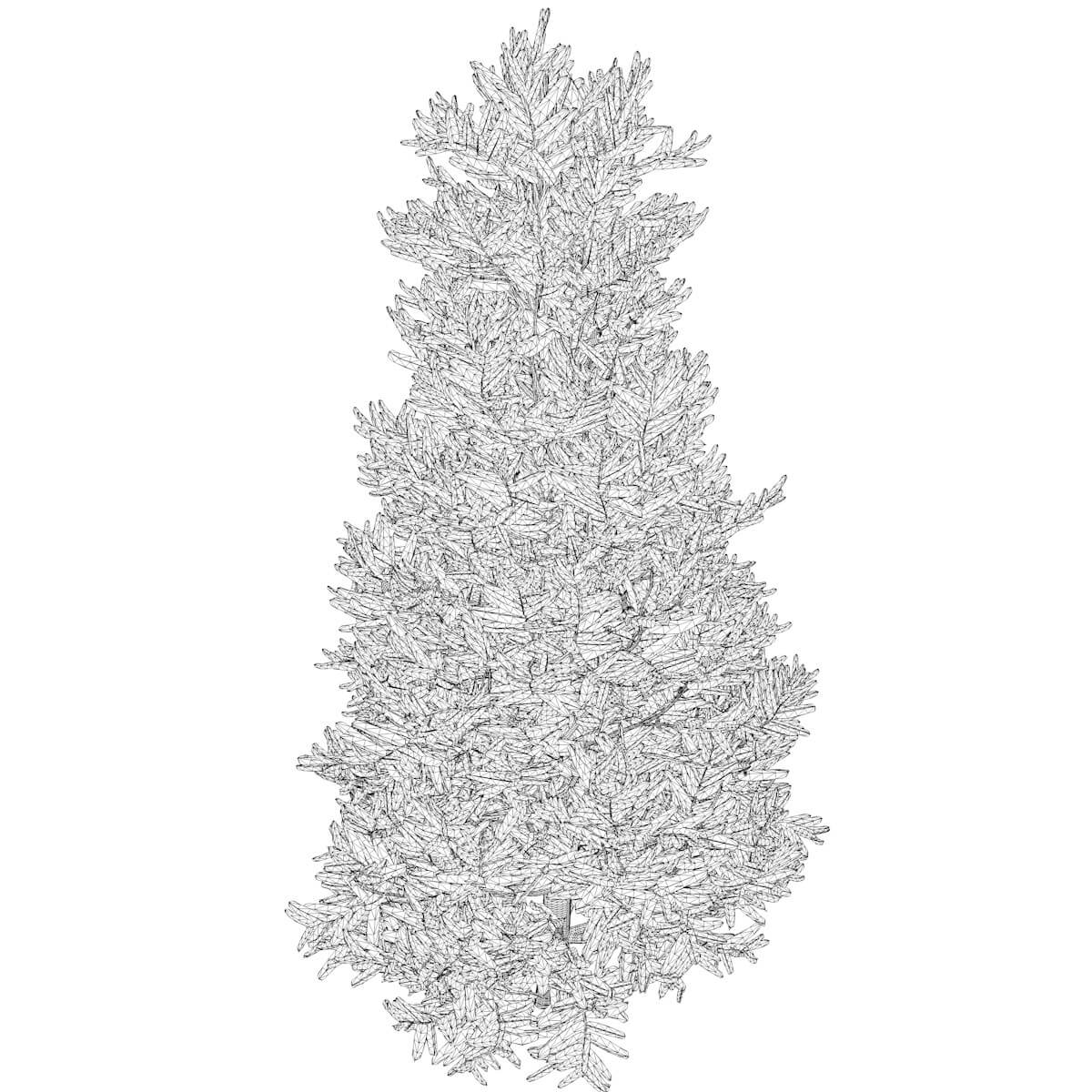 Fraser Fir Tree Collection by AntonioKowatsch