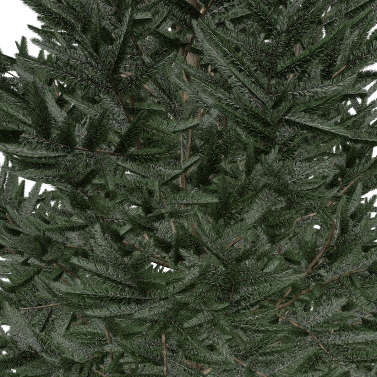 Fraser Fir Tree #04 - 3D Model by AntonioKowatsch
